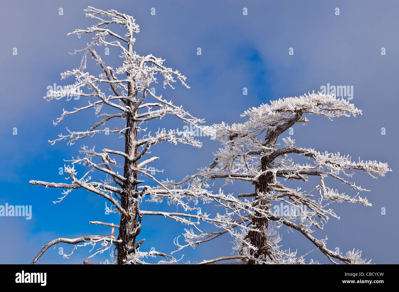 Rime ice on pine tree, San Bernardino National Forest, California USA ...