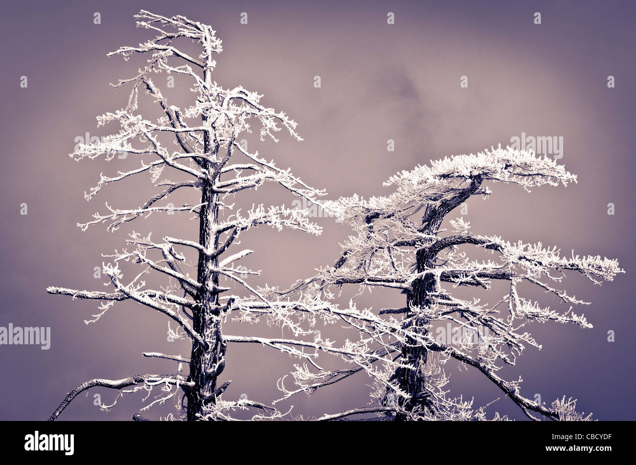 Rime ice on pine trees, San Bernardino National Forest, California USA ...