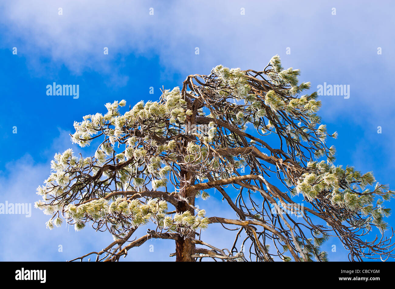 Rime ice on pine tree, San Bernardino National Forest, California USA ...