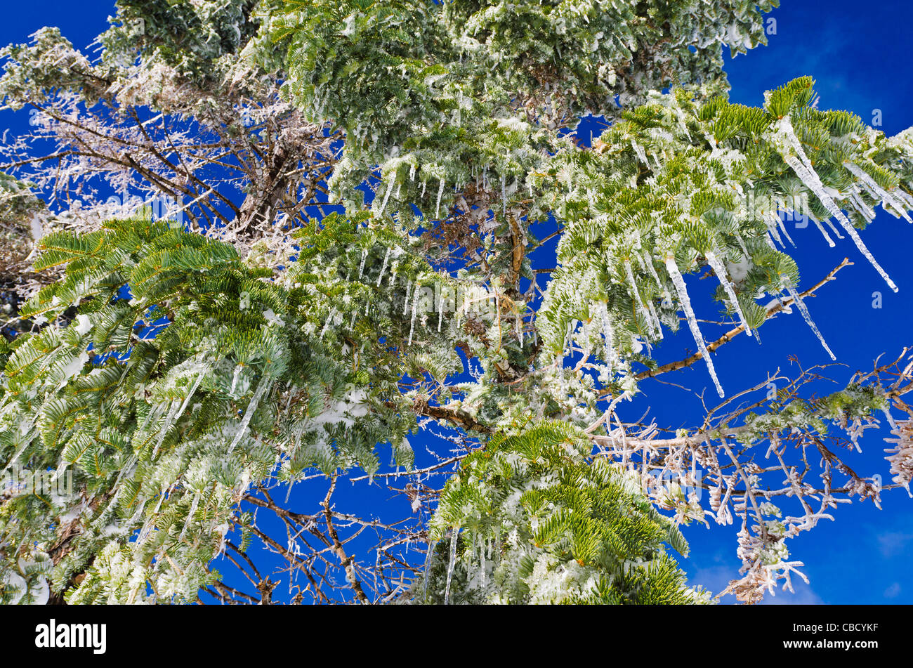 Icicles hanging from tree branches hi-res stock photography and images ...