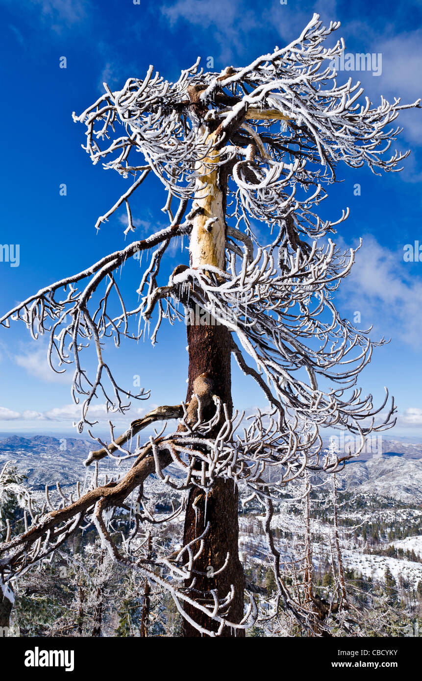 Rime ice on pine tree, San Bernardino National Forest, California USA ...