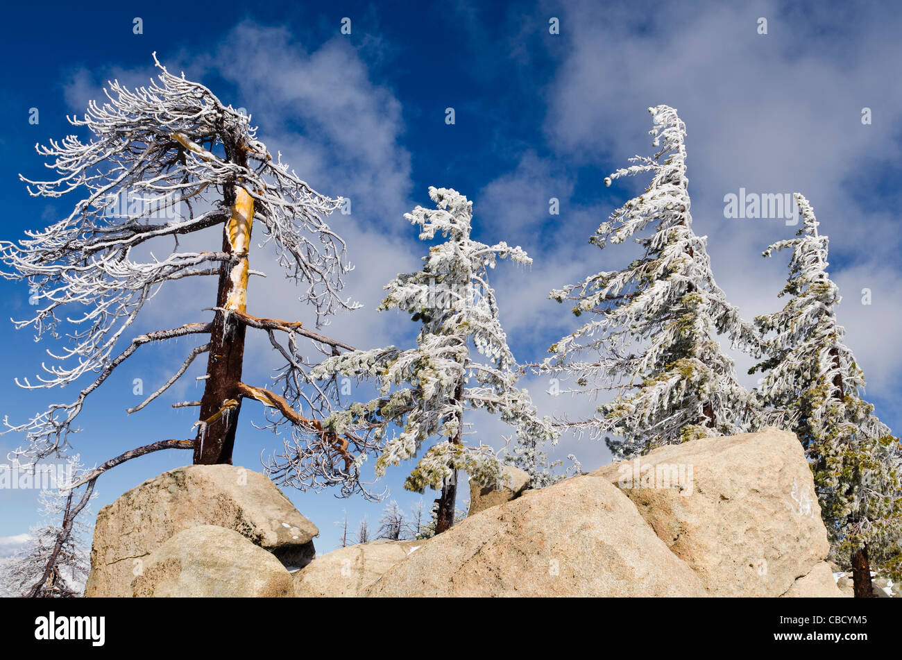 Rime ice on pine trees, San Bernardino National Forest, California USA ...