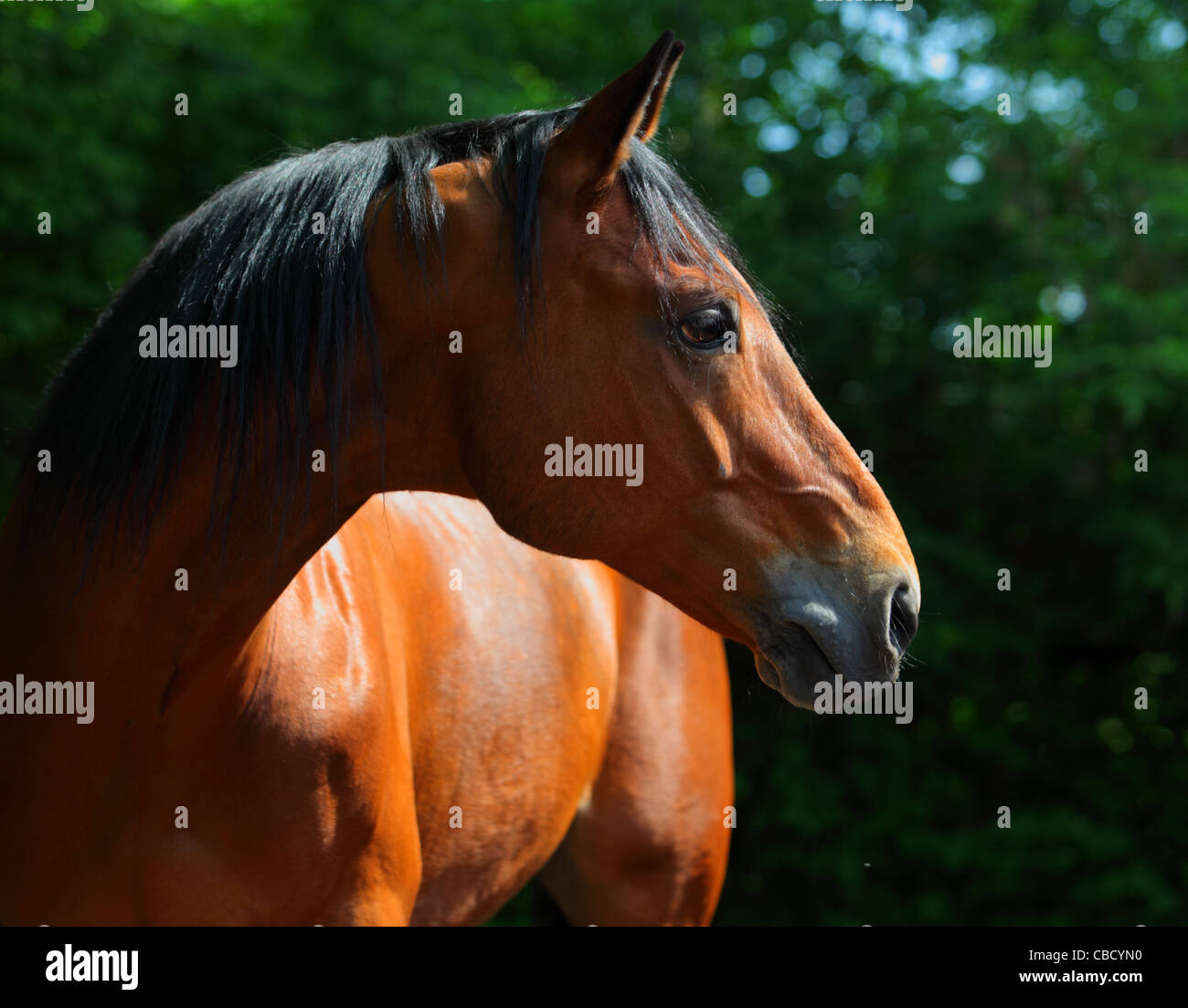 Portrait of a thoroughbred stallion in Lexington, Kentucky Stock Photo ...