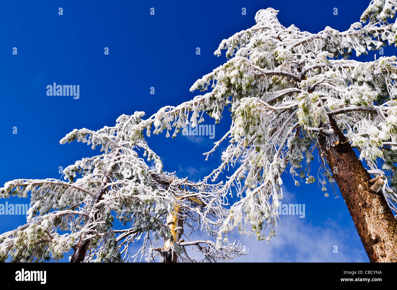 Rime ice on pine trees, San Bernardino National Forest, California USA ...