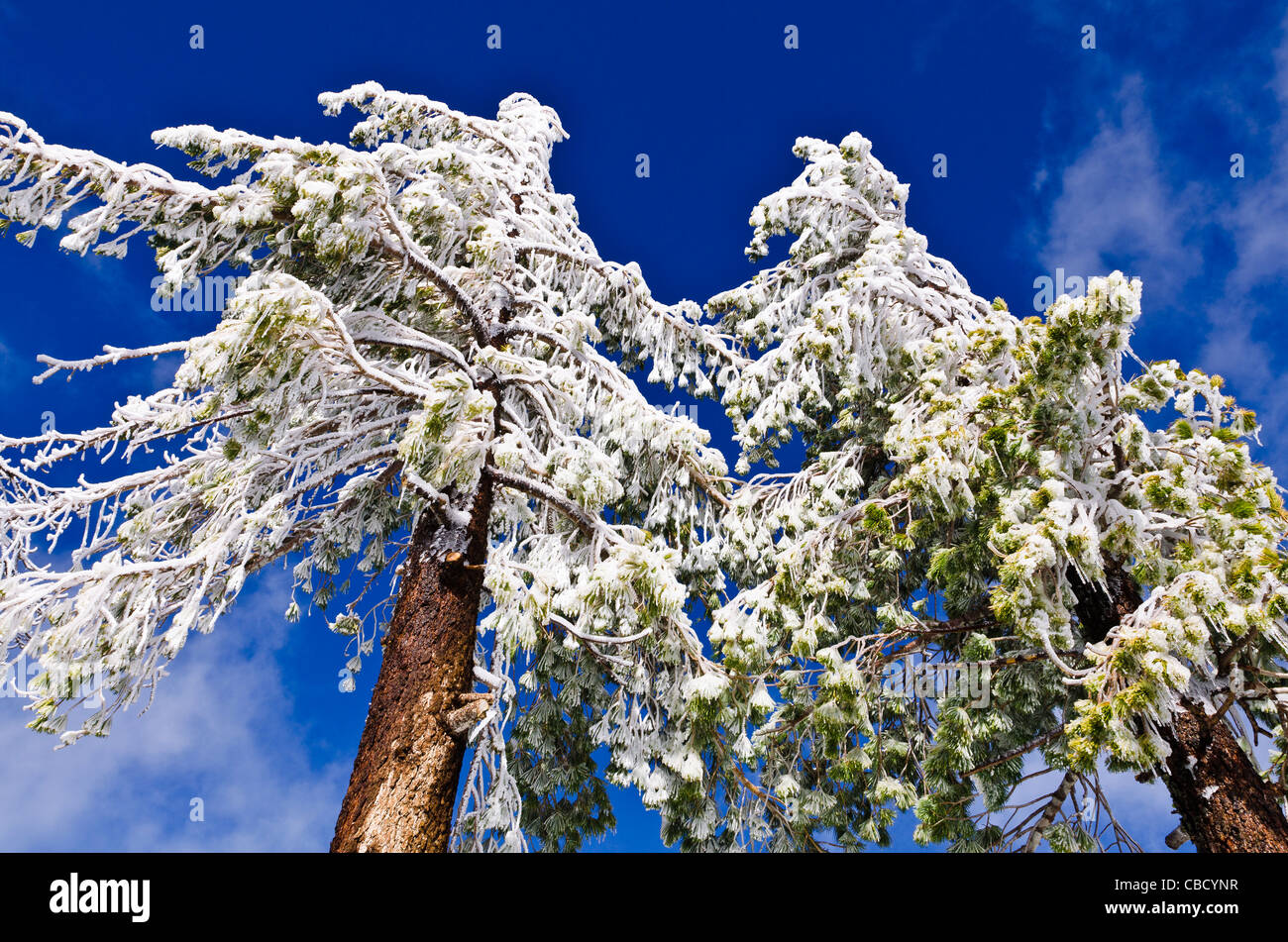Rime ice on pine trees, San Bernardino National Forest, California USA ...