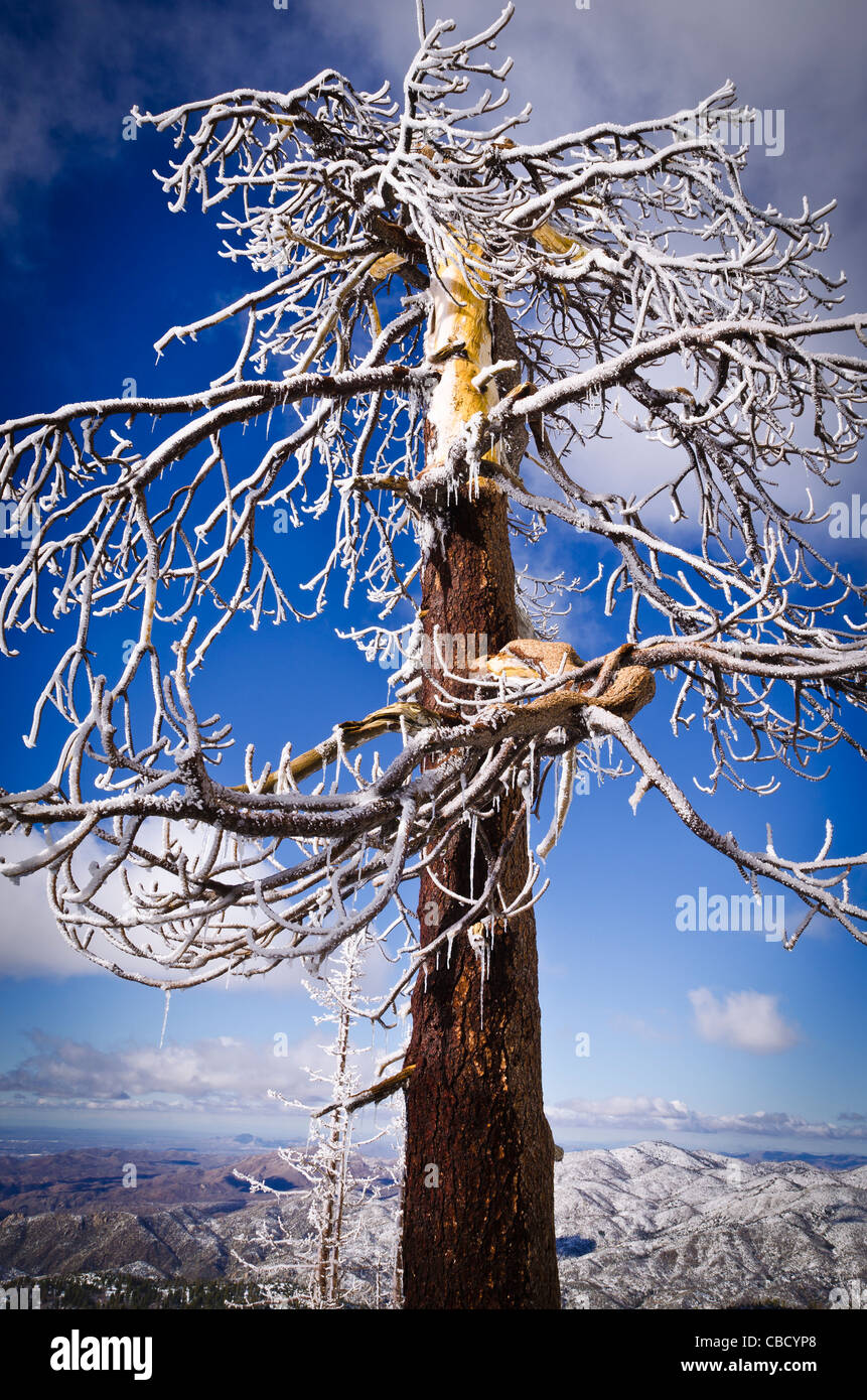 Rime ice on pine tree, San Bernardino National Forest, California USA ...
