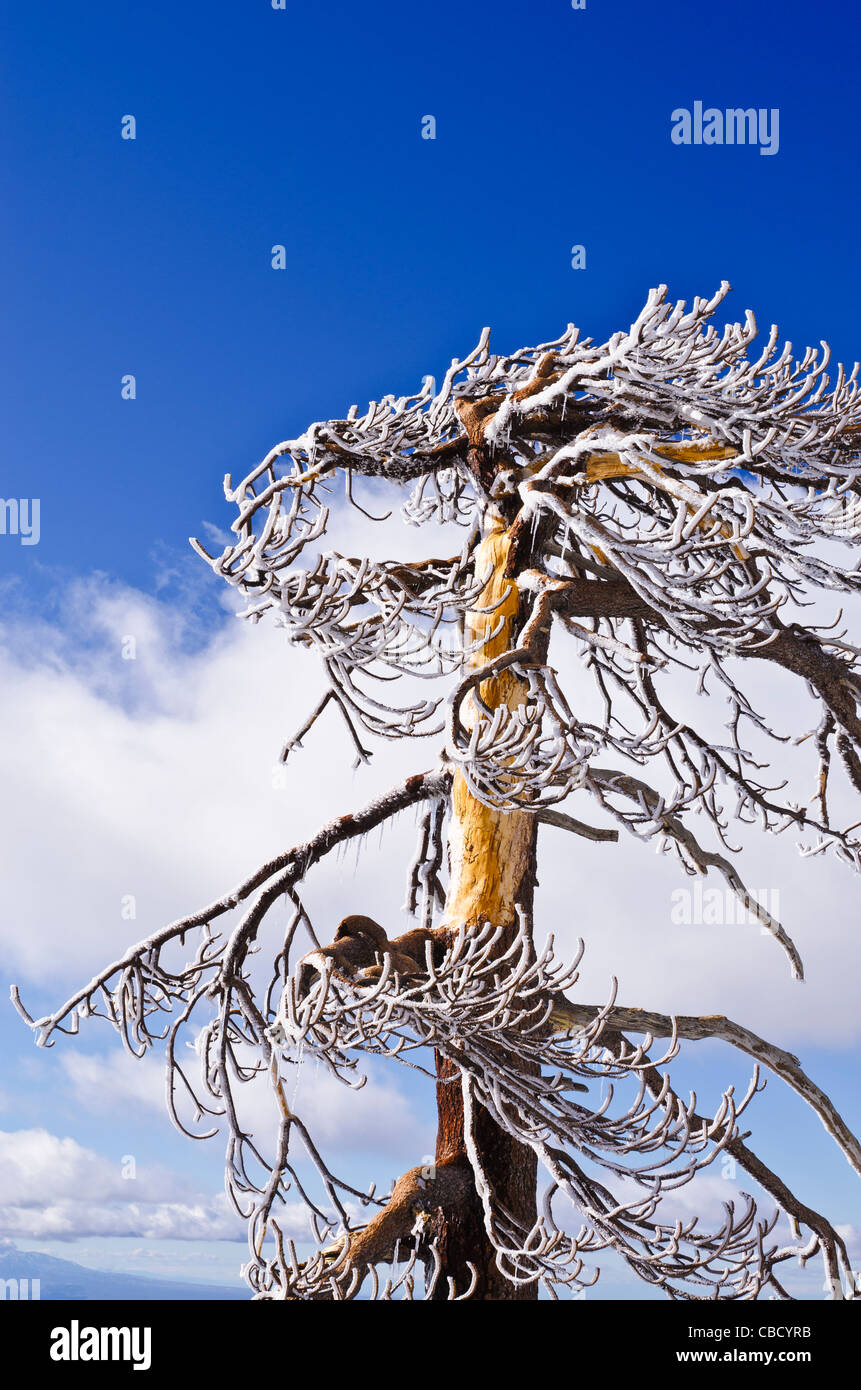 Rime ice on pine tree, San Bernardino National Forest, California USA ...