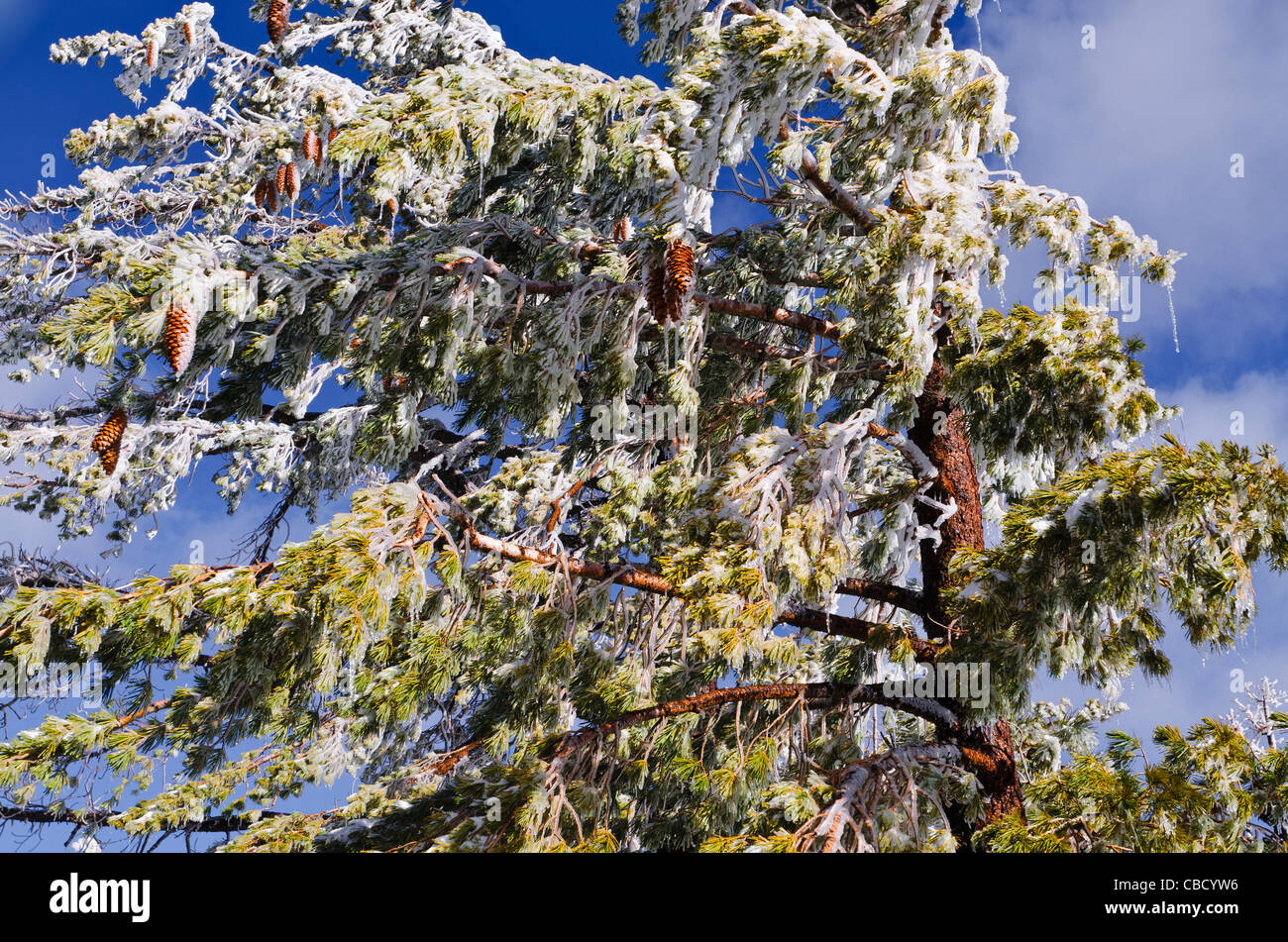 Rime ice on pine tree, San Bernardino National Forest, California USA ...