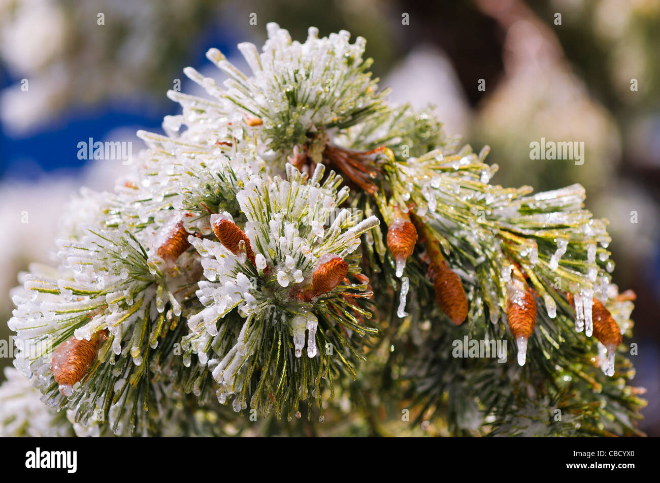 Rime ice pine cones needles hi-res stock photography and images - Alamy