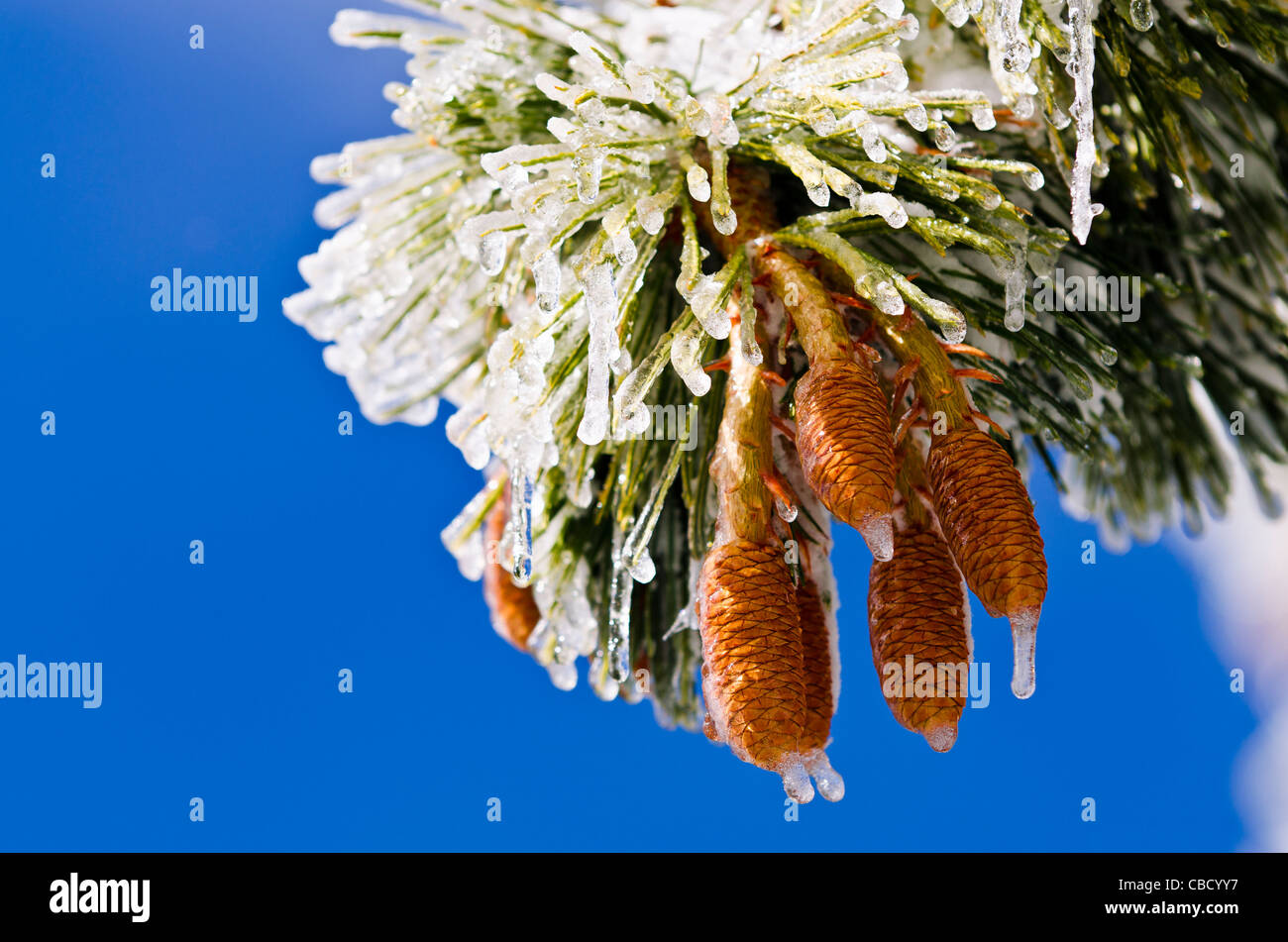 Rime ice pine cones needles hi-res stock photography and images - Alamy