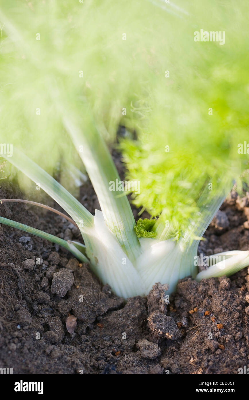 S fennel hi-res stock photography and images - Alamy