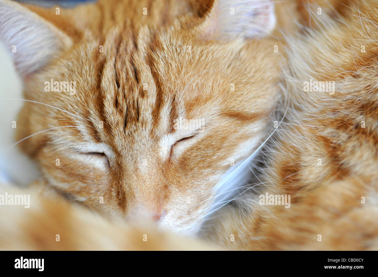 Ginger Cat Sleeping Close-Up Stock Photo - Alamy