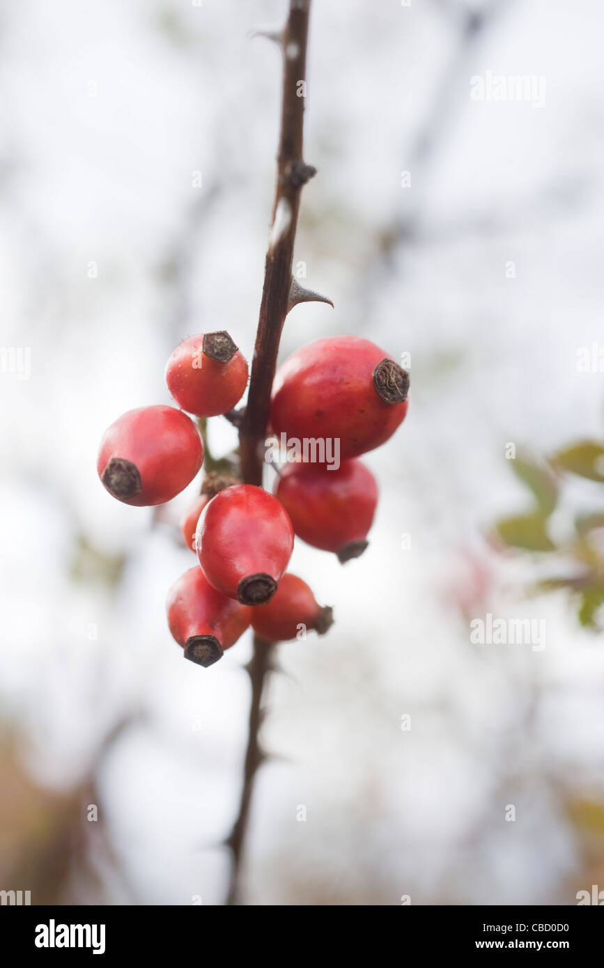 Rosehip images hi-res stock photography and images - Alamy