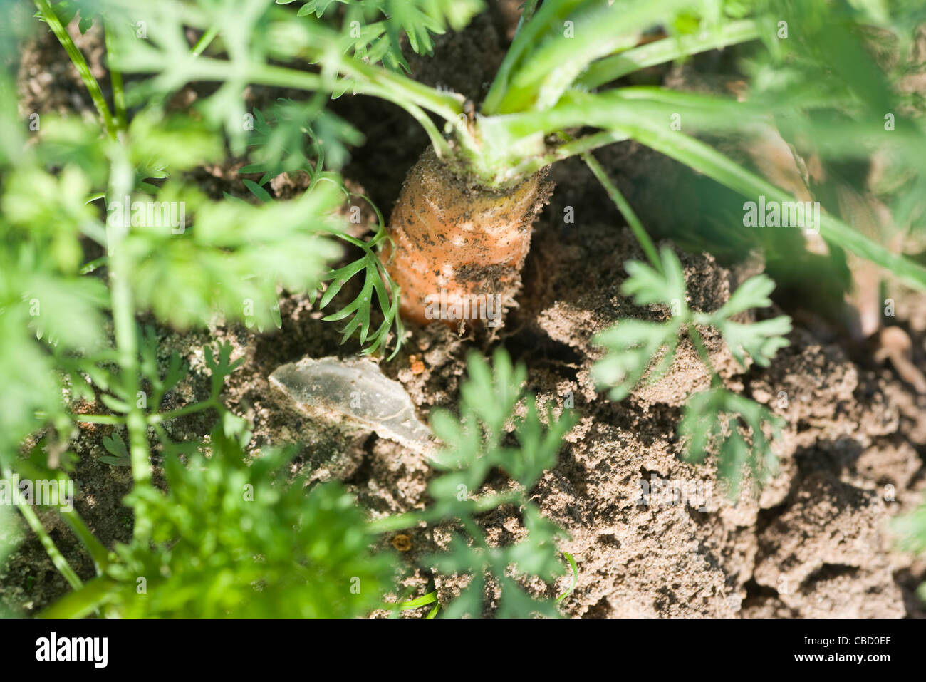 Carrot growing in soil Stock Photo - Alamy