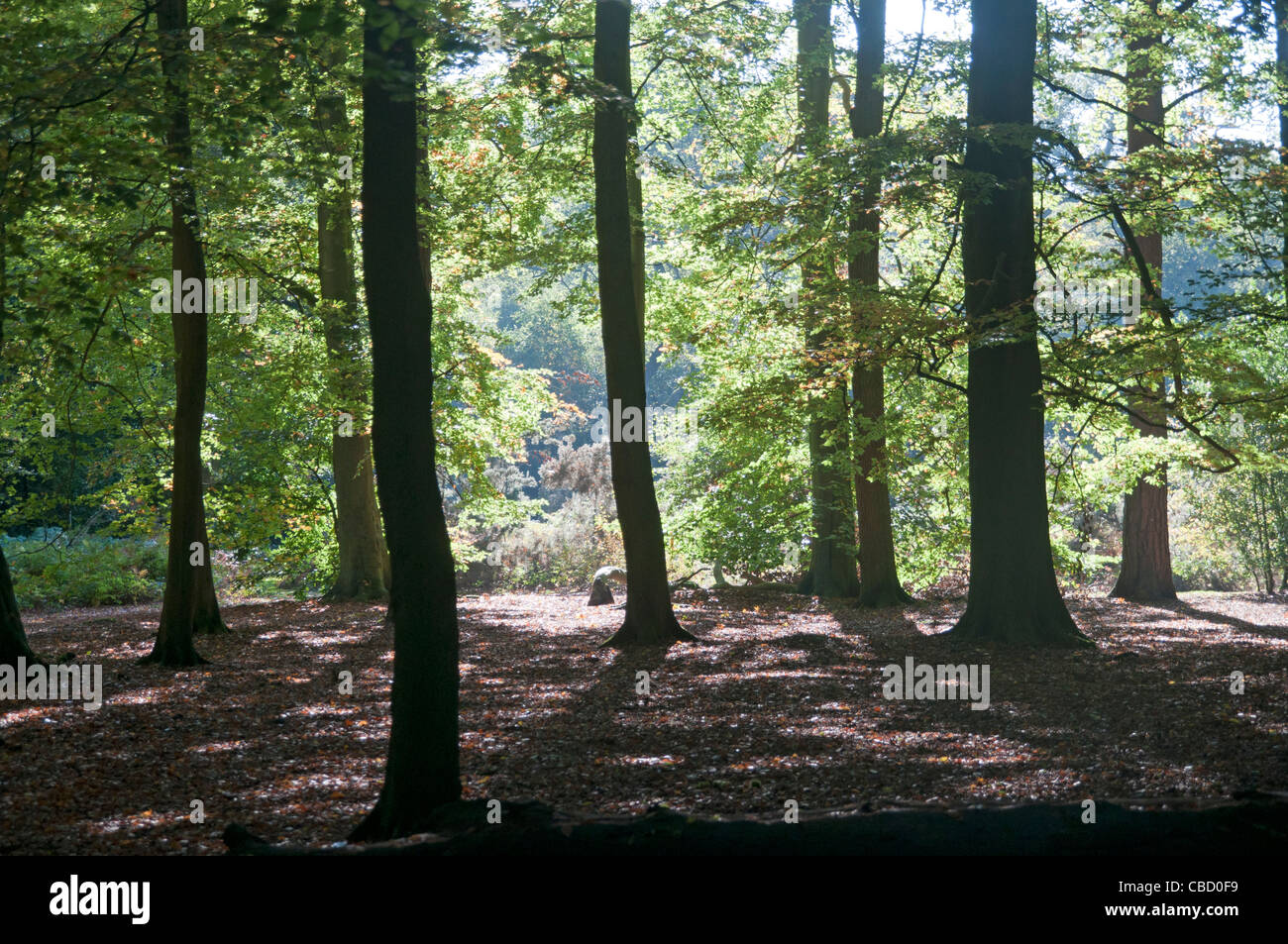 Britain woods hi-res stock photography and images - Alamy