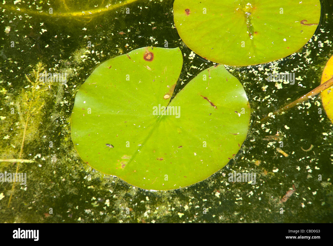 Lily Pads in Pond Stock Photo - Alamy