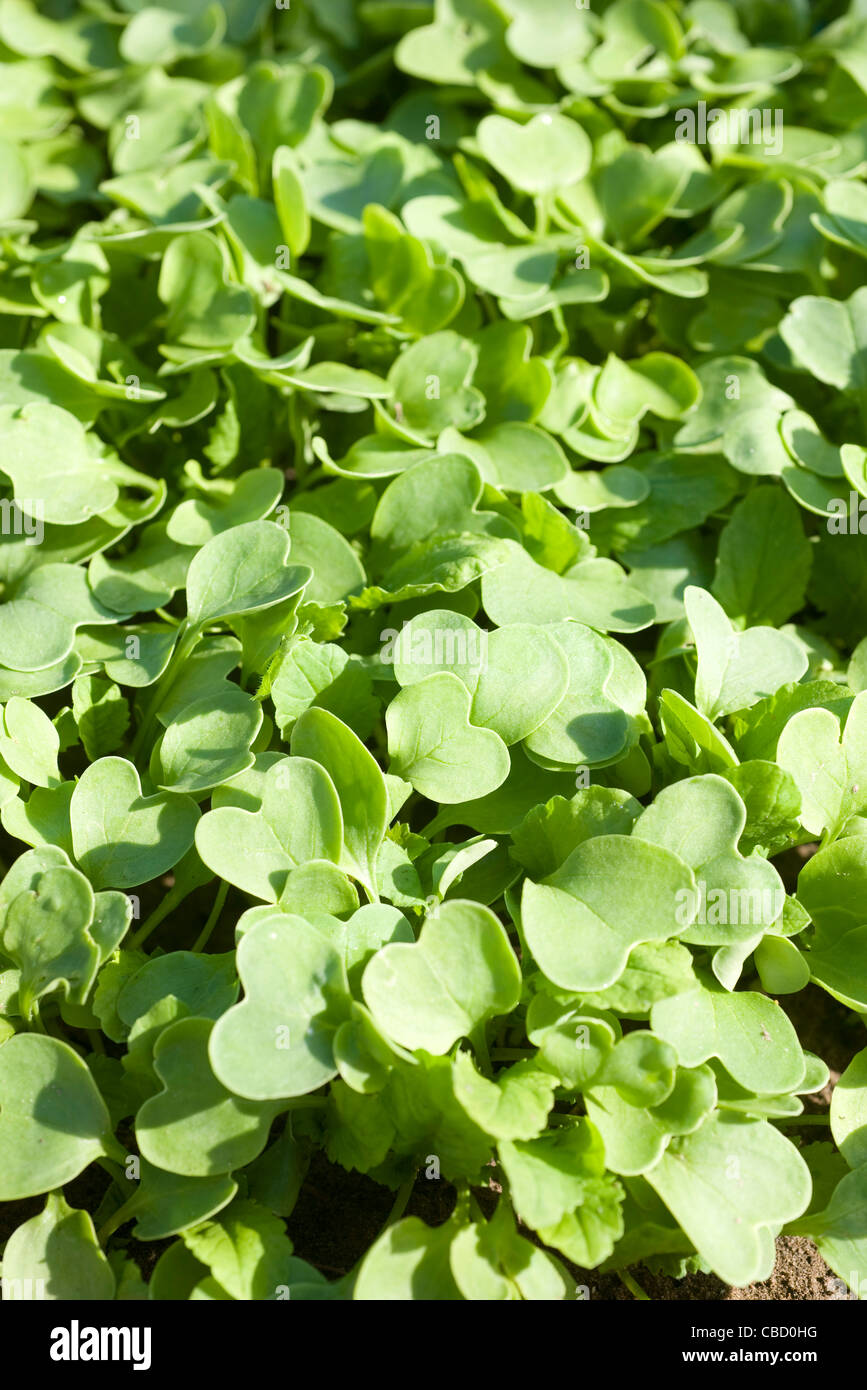 Sprouts radish hi-res stock photography and images - Alamy