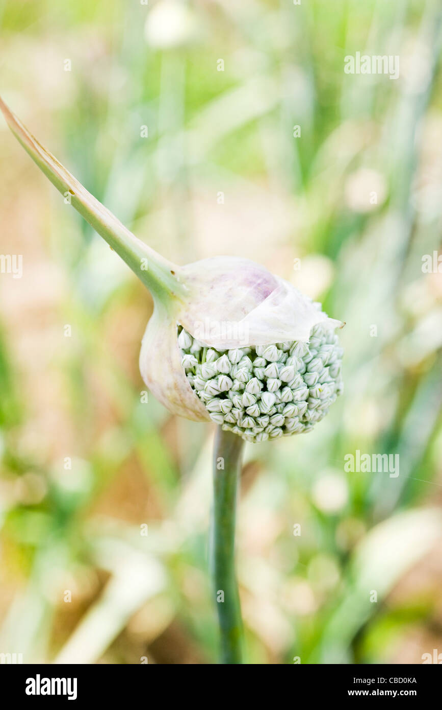 Flower opens on plant in hi-res stock photography and images - Alamy