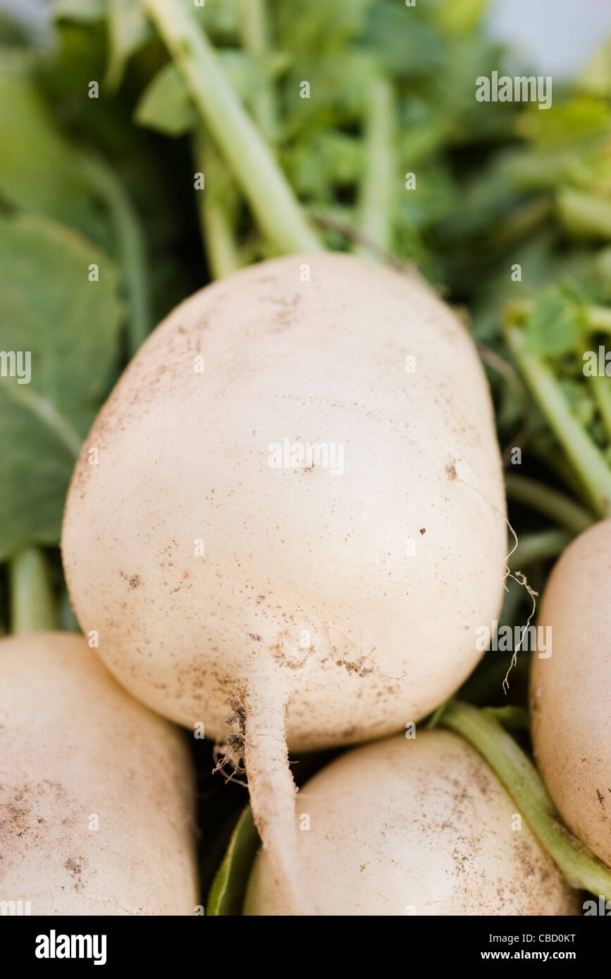 White turnip hi-res stock photography and images - Alamy
