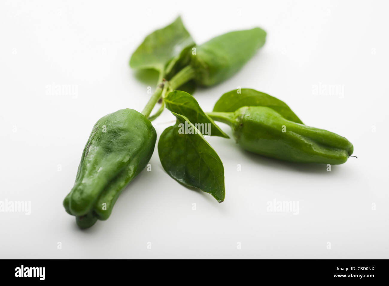 Padron pepper hi-res stock photography and images - Alamy
