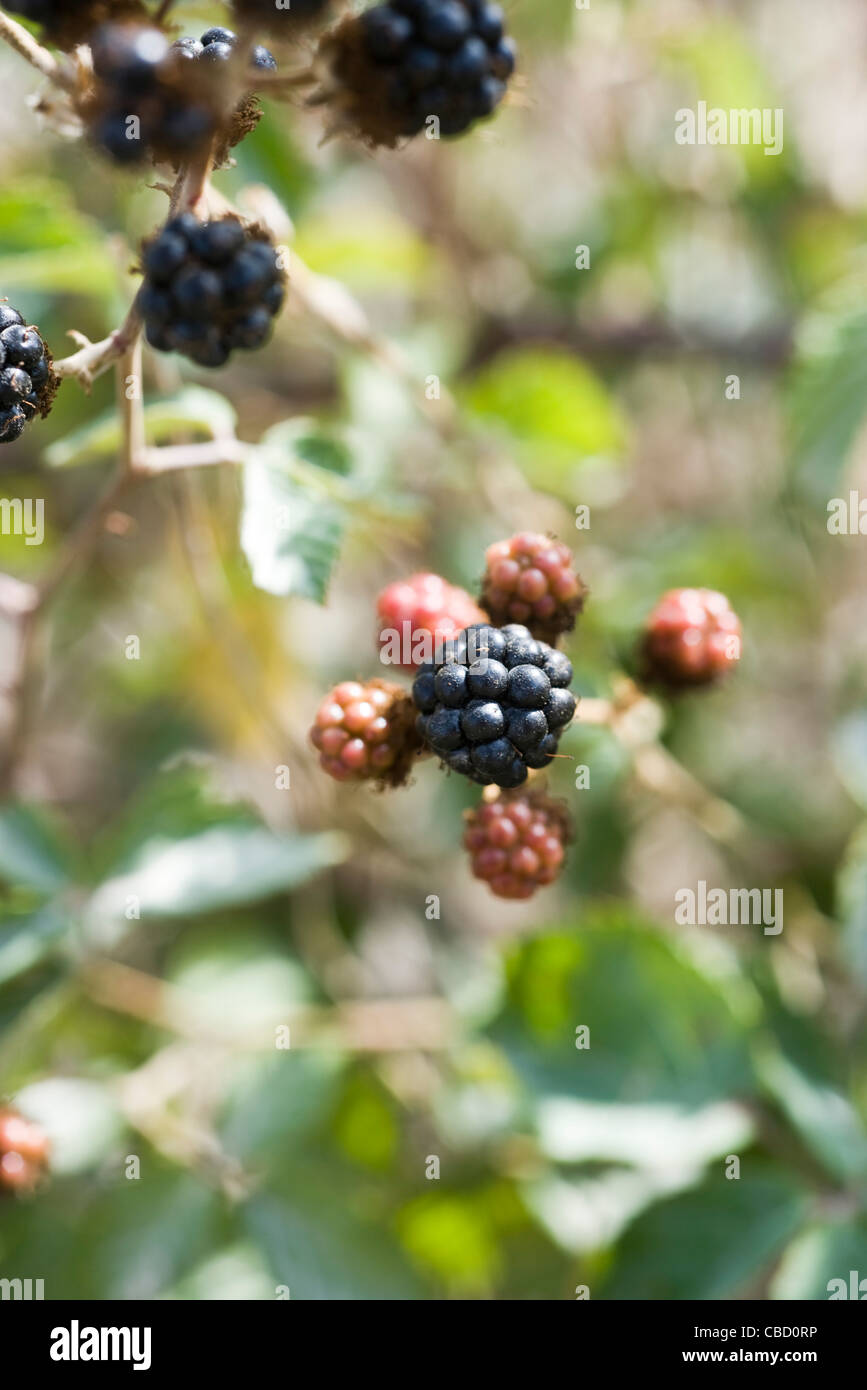 Blackberry bushes growing hi-res stock photography and images - Alamy