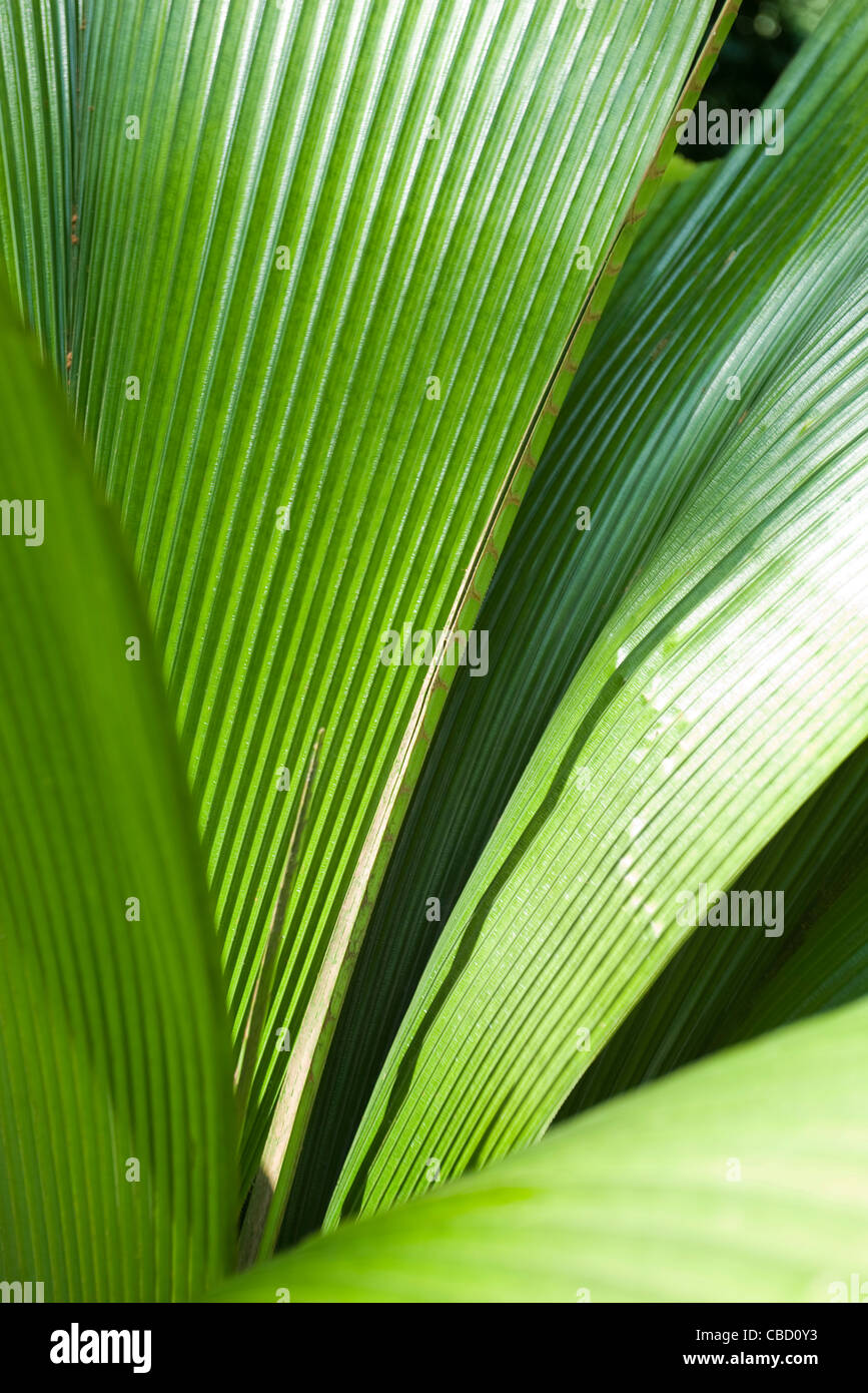 Palm frond, close-up Stock Photo - Alamy