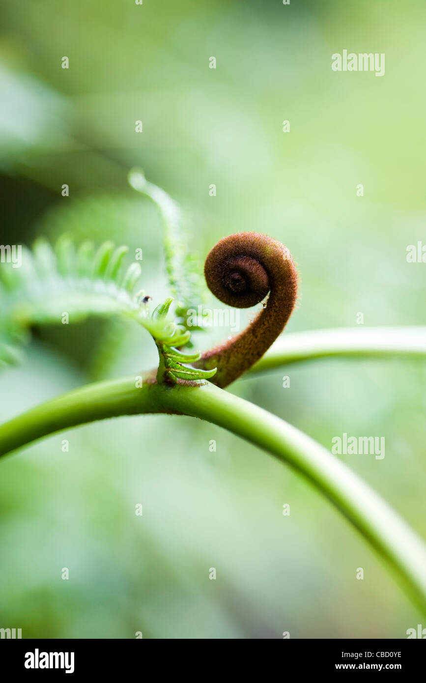 Fern fiddlehead and fern leaves Stock Photo - Alamy