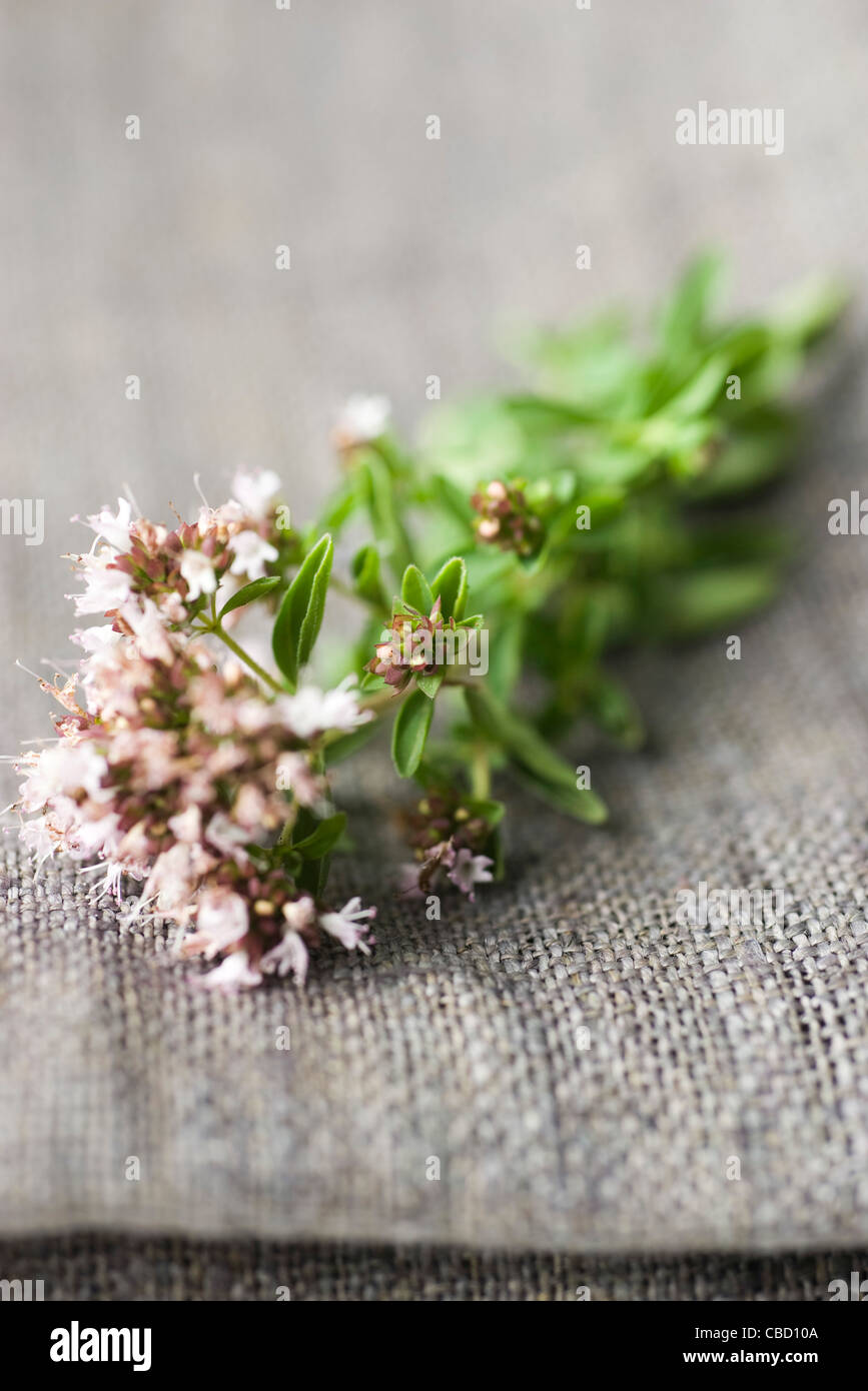 Oreganos hi-res stock photography and images - Alamy