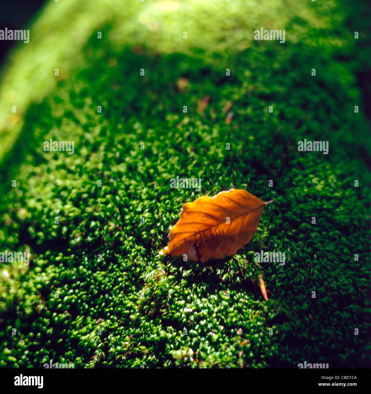 beechen leaf, moss, bryophyte Stock Photo - Alamy