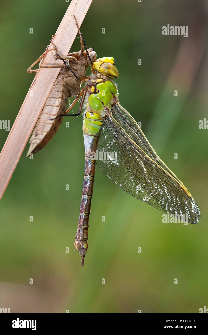 Anax imperator, Female emerging, Sintra-Portugal Stock Photo - Alamy