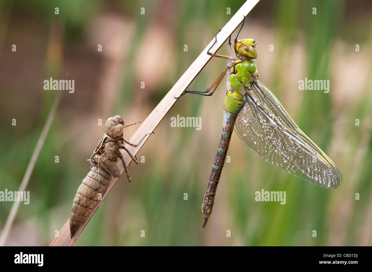 Anax imperator, Female emerging, Sintra-Portugal Stock Photo - Alamy
