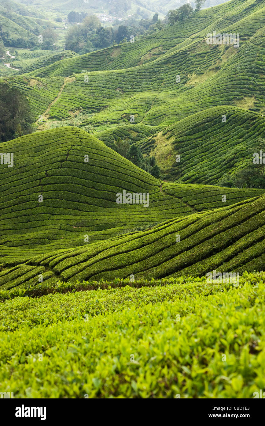 Plantation images hi-res stock photography and images - Alamy