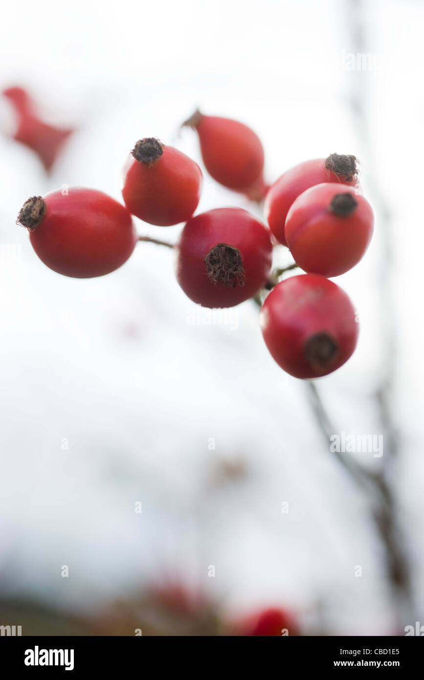 Rosehip images hi-res stock photography and images - Alamy