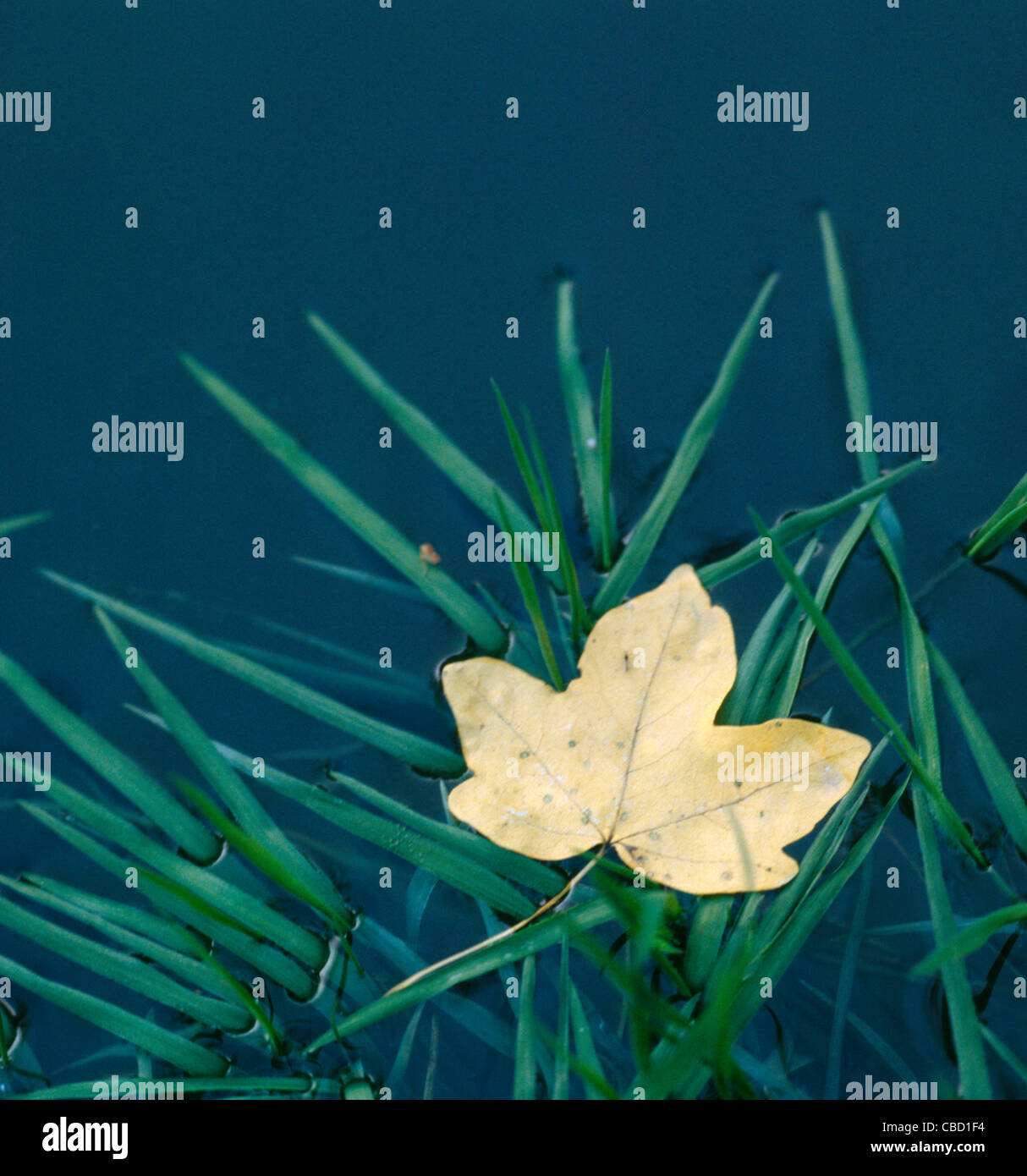 maple leaf, pond, stream Stock Photo - Alamy