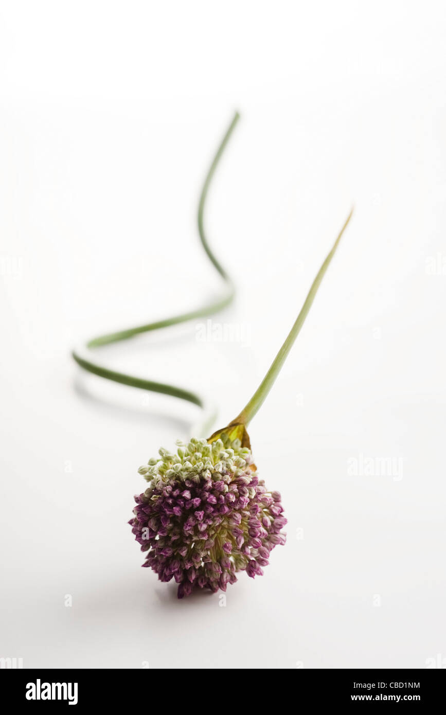 Chive stalks hi-res stock photography and images - Alamy
