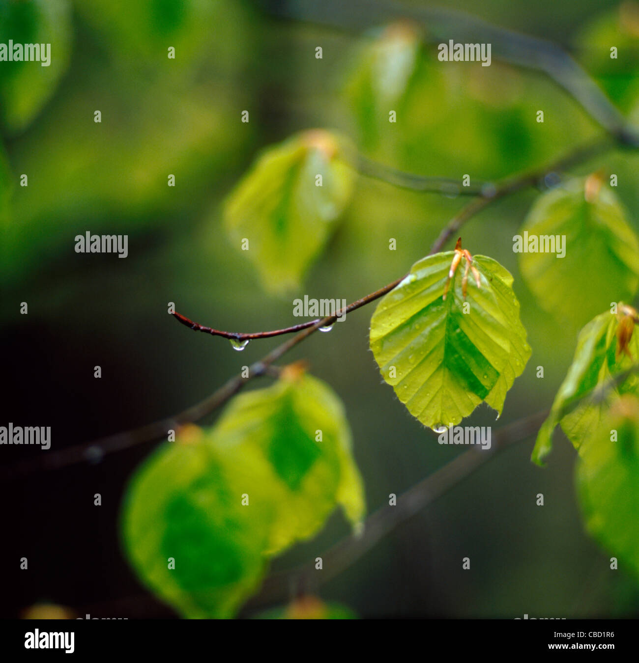 beechen leaves, leafage, branch, beech, rain Stock Photo - Alamy