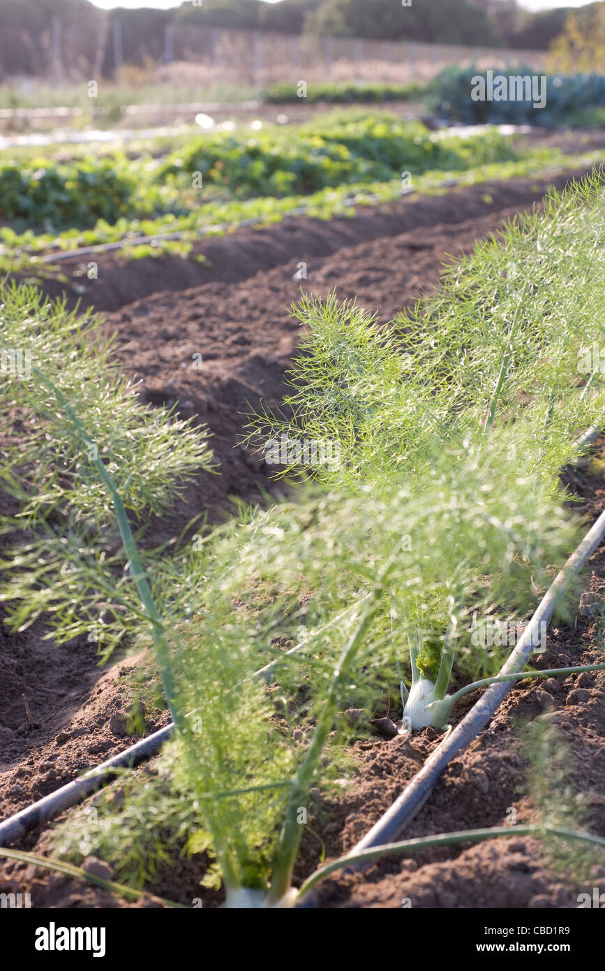 S fennel hi-res stock photography and images - Alamy