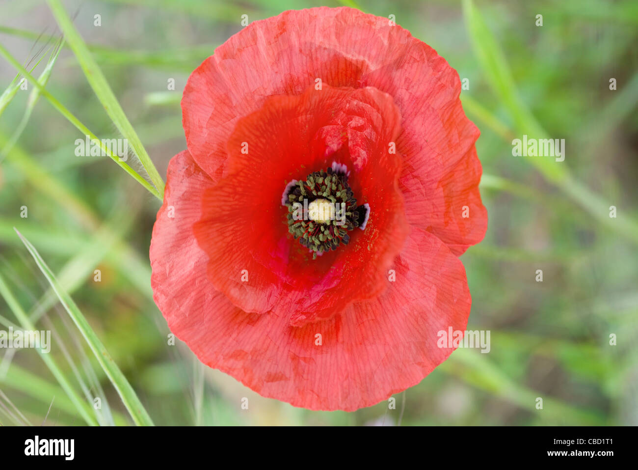 Natures poppy hi-res stock photography and images - Alamy