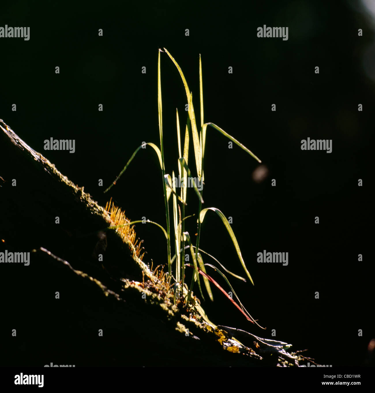grass, stalk, straw, branch Stock Photo - Alamy