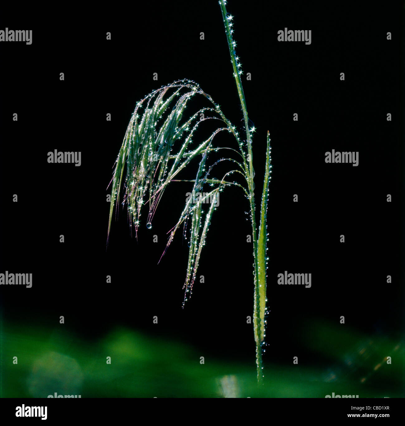 grass, stalk, straw, branch, dew Stock Photo - Alamy