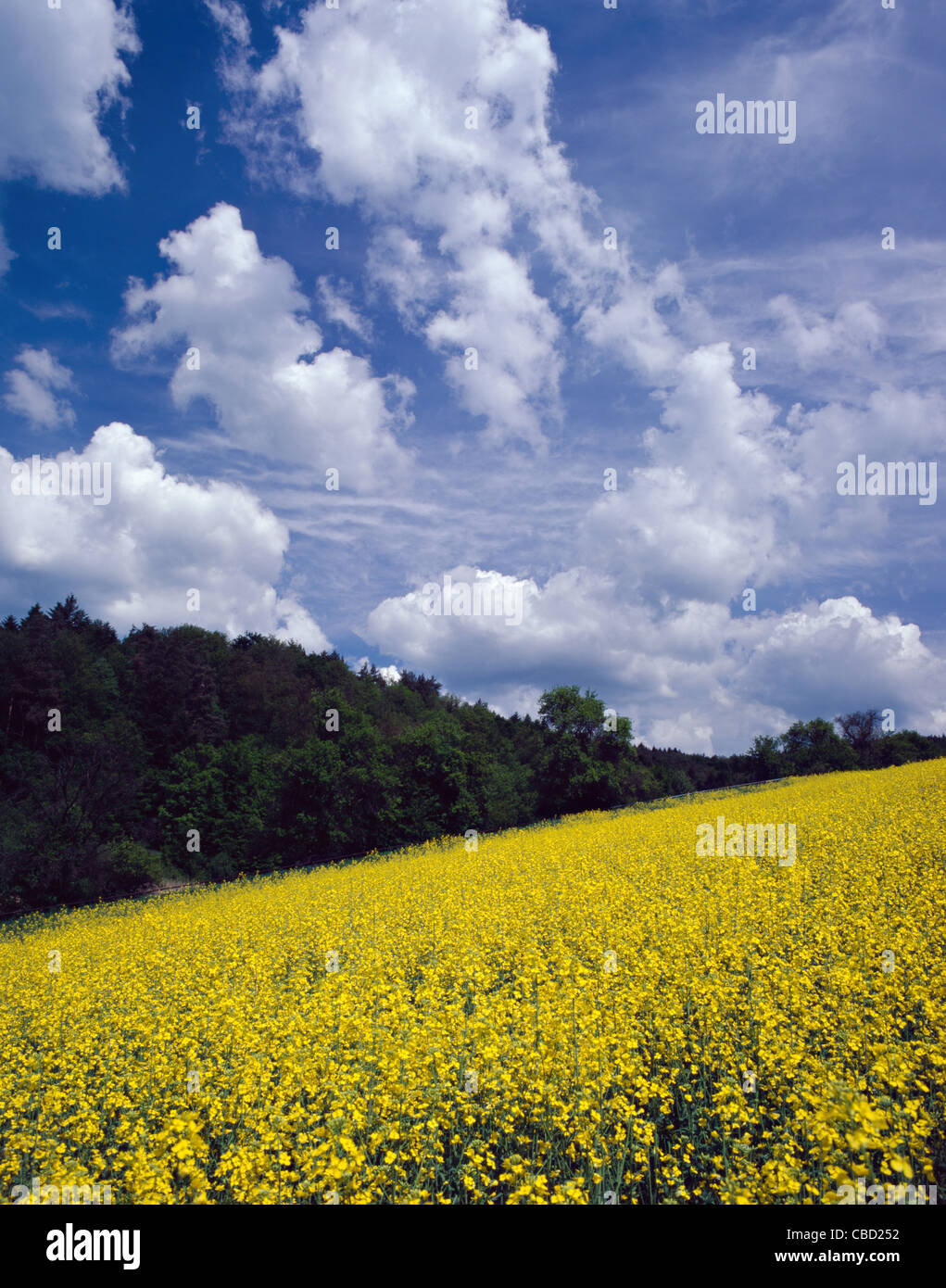 Swede, Swedish turnip, flowers, meadow, spring, yellow, blue sky Stock ...