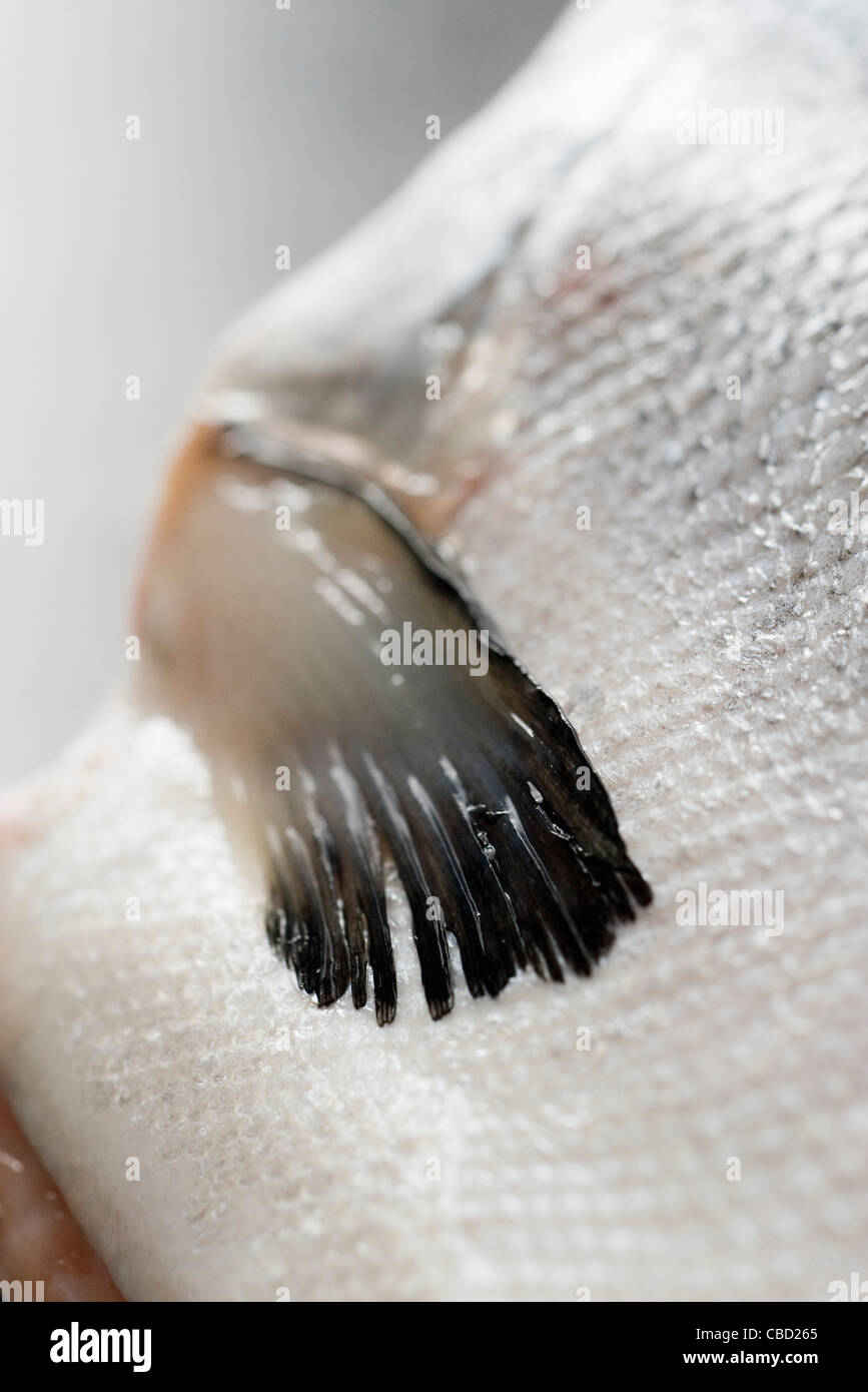 Raw fish, close-up of fin Stock Photo - Alamy