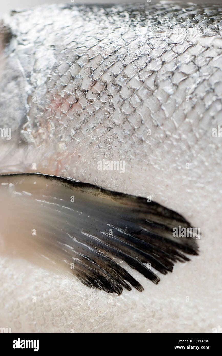Raw fish, close-up of fin Stock Photo - Alamy