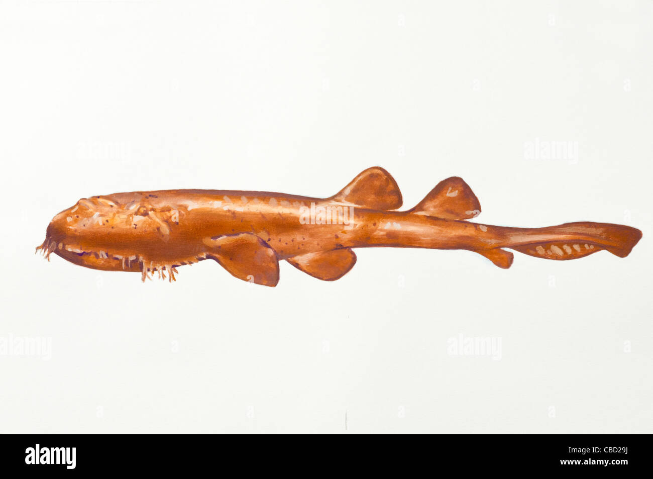 Banded Wobbegong, Orectolobus ornatus, Orectolobidae Stock Photo - Alamy
