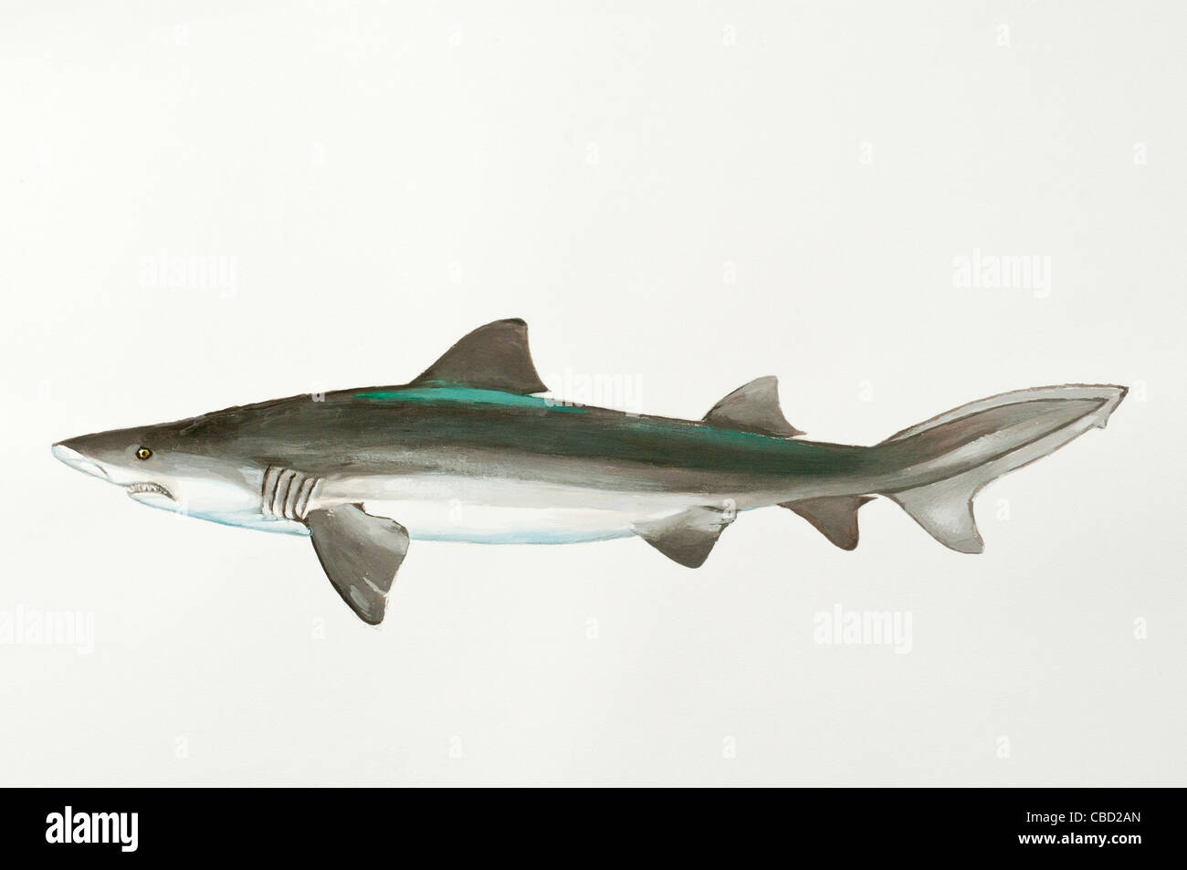 Ragged tooth shark odontaspis ferox hi-res stock photography and images ...