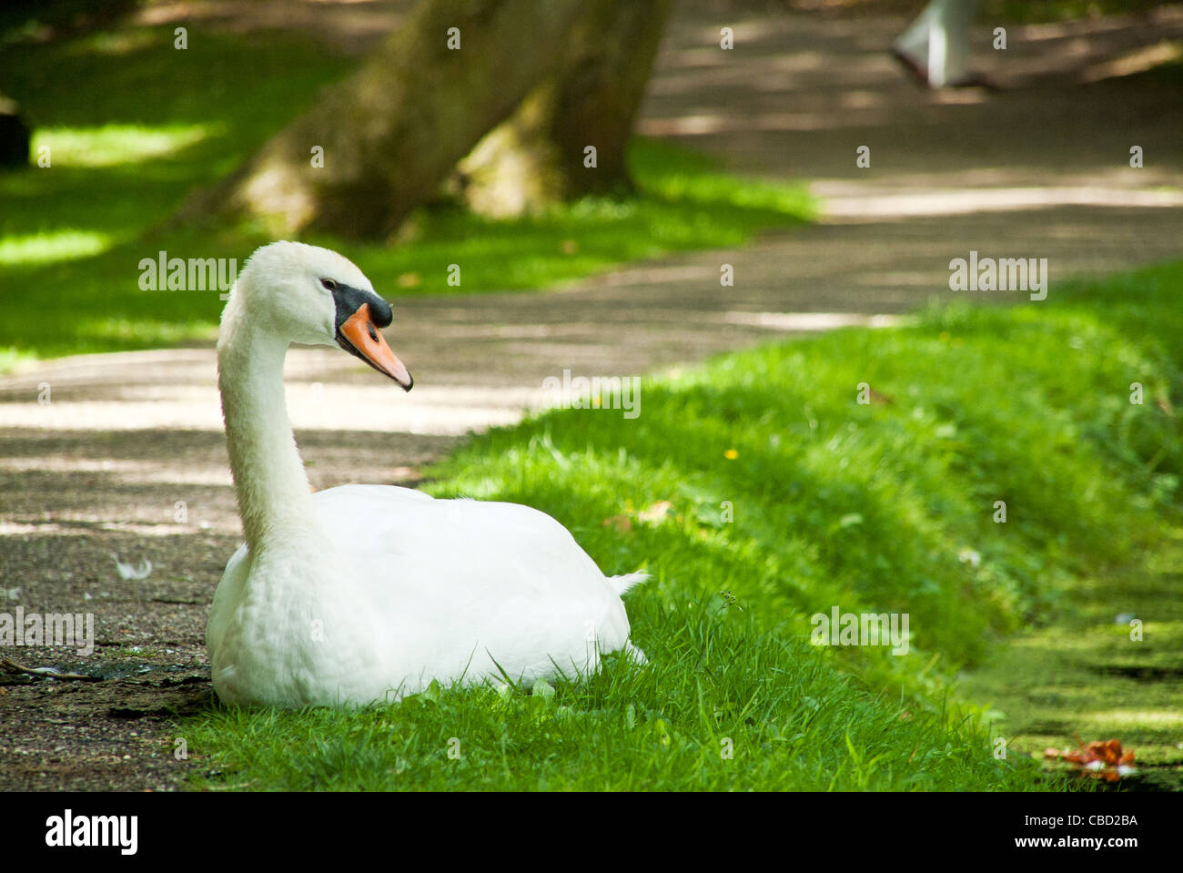 Side swan hi-res stock photography and images - Alamy