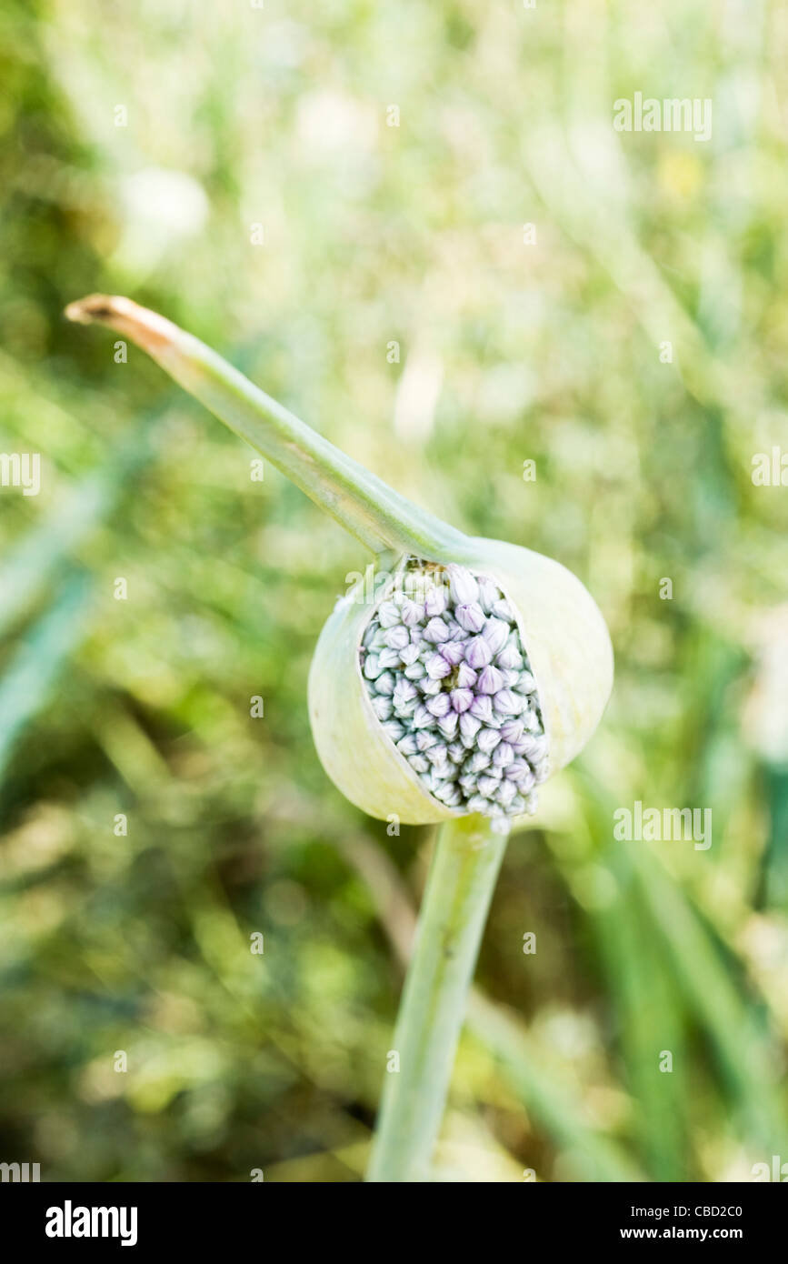 Garlic flower blooming Stock Photo - Alamy