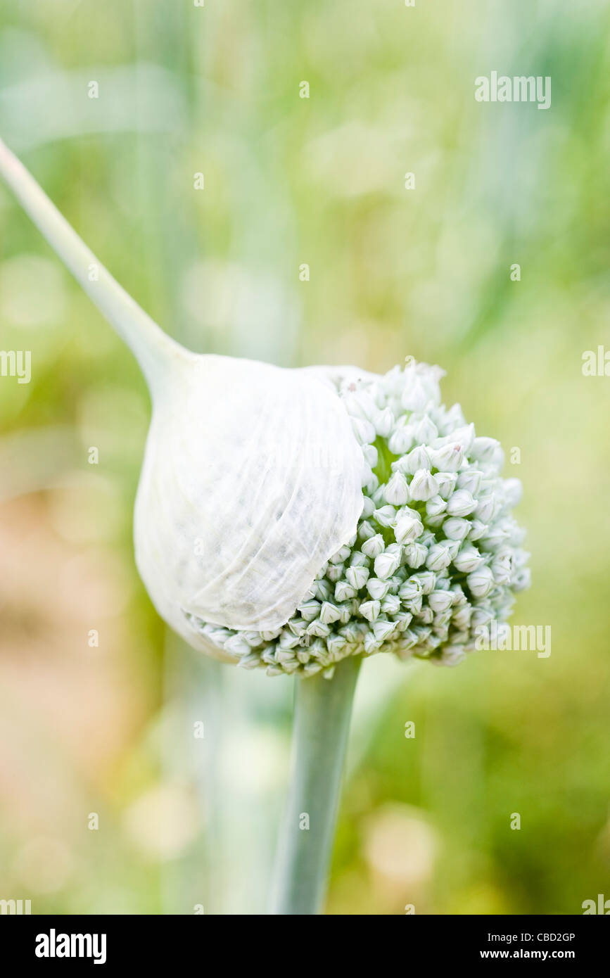 Emerging garlic plants hi-res stock photography and images - Alamy