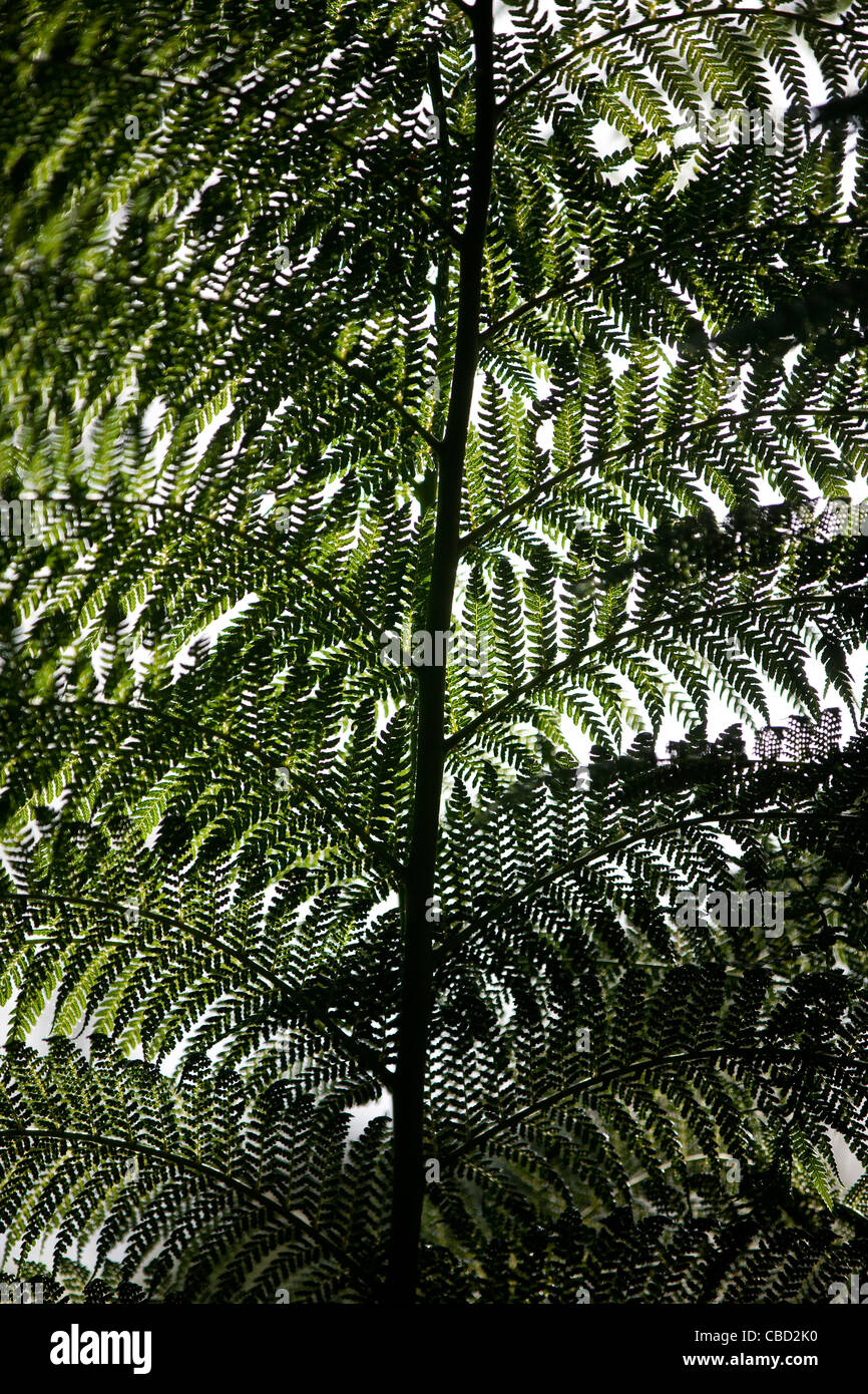 Fern tree leaves Stock Photo - Alamy