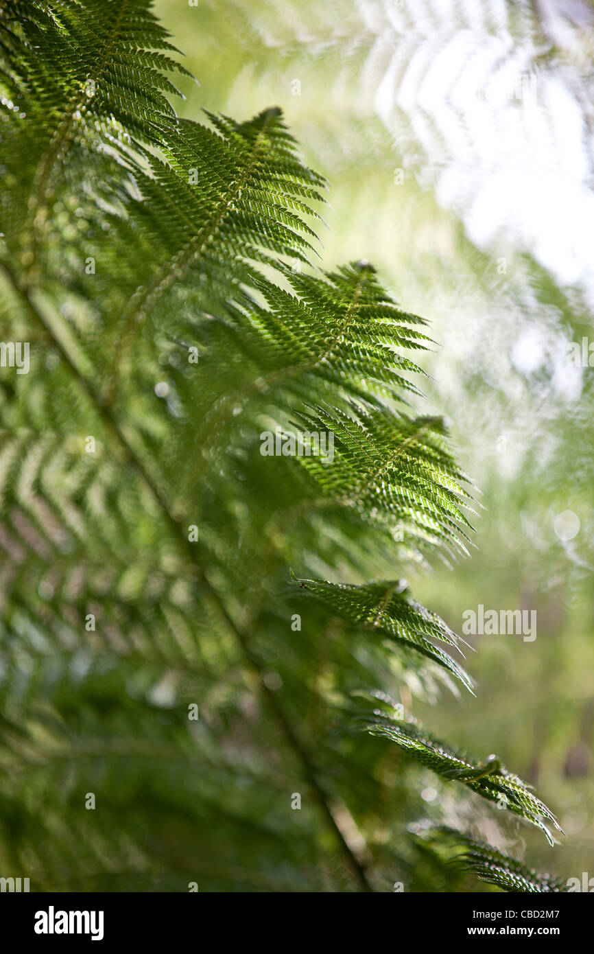 Fern tree leaves Stock Photo - Alamy